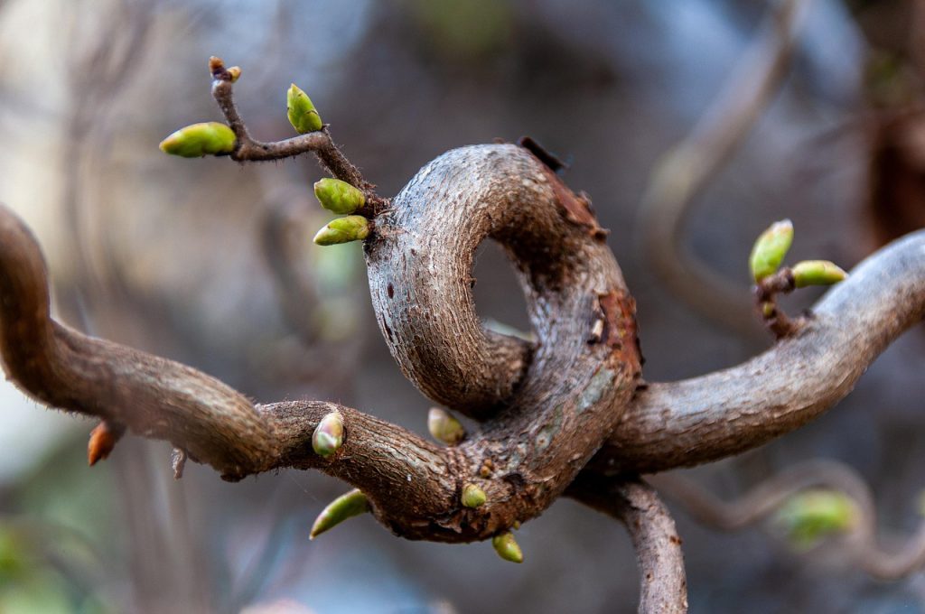 Box Elder Tree Seeds: How to Harvest and Plant Them