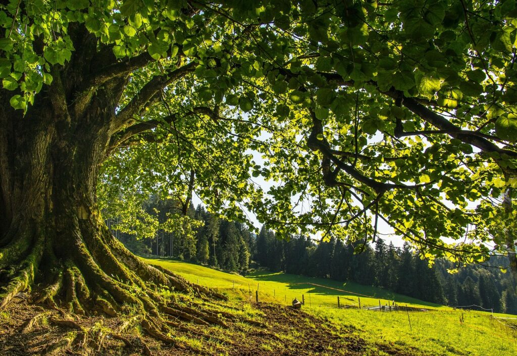 American Linden Tree Pros and Cons: Is It Right for Yard