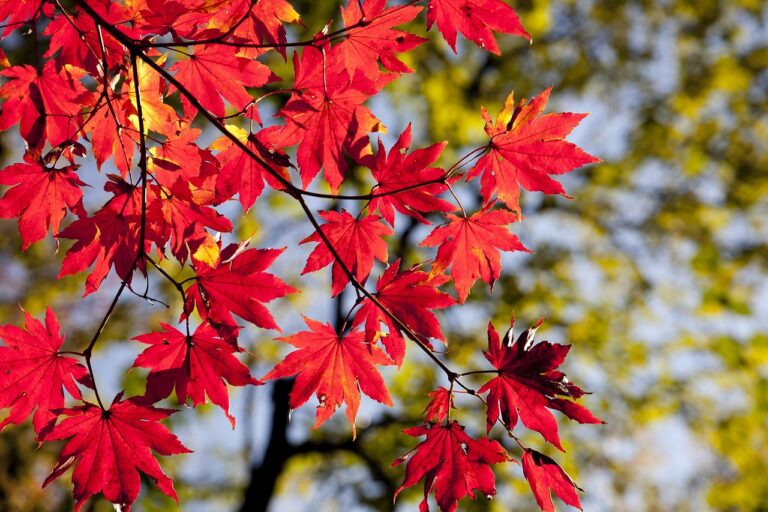 Autumn Blaze Maple Growth Rate Chart