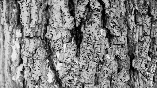 Box Elder Tree Identification by Leaves, Bark, & Seeds